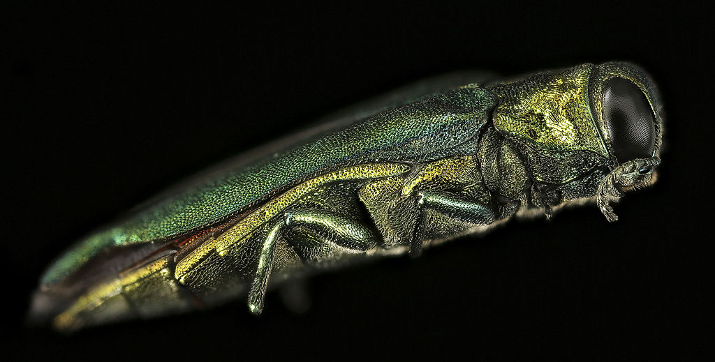 What Bugs are Eating Your Trees? 3 Tree & Shrub Pests in New England