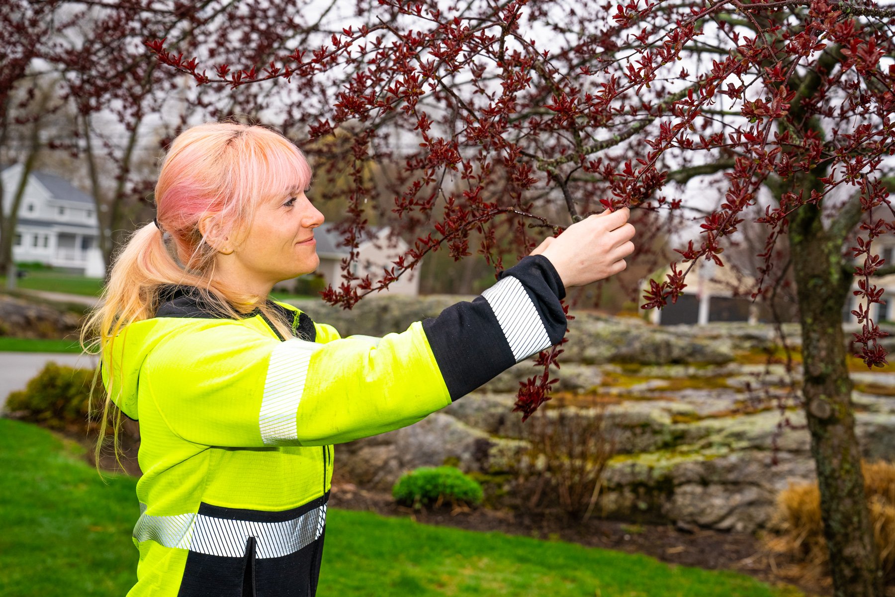 Is Your Tree Sick? Identifying Signs and Seeking the Right Care