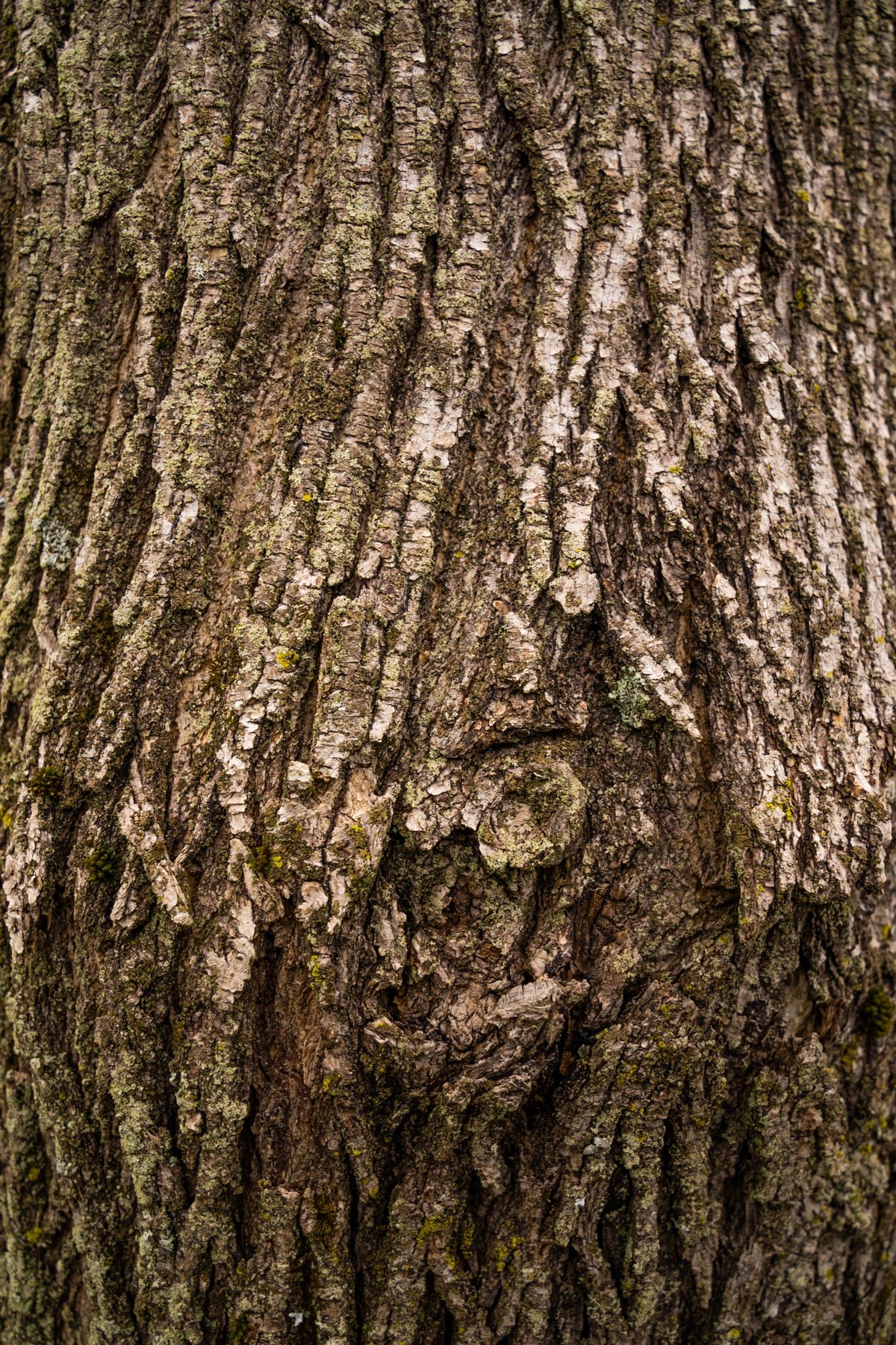 How to Tell if a Tree is Dead: Expert Tips for Spotting a Dead Tree and ...