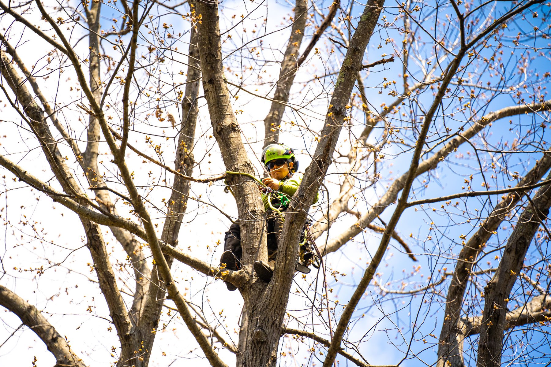 Proper Tree Pruning Techniques: What Your Tree Service Should be Doing