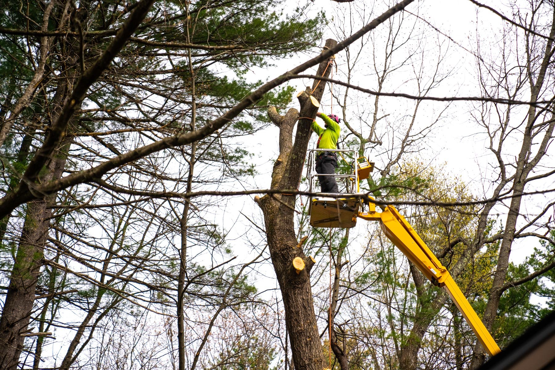 The Ultimate Guide to Tree Removal: Everything You Need to Know