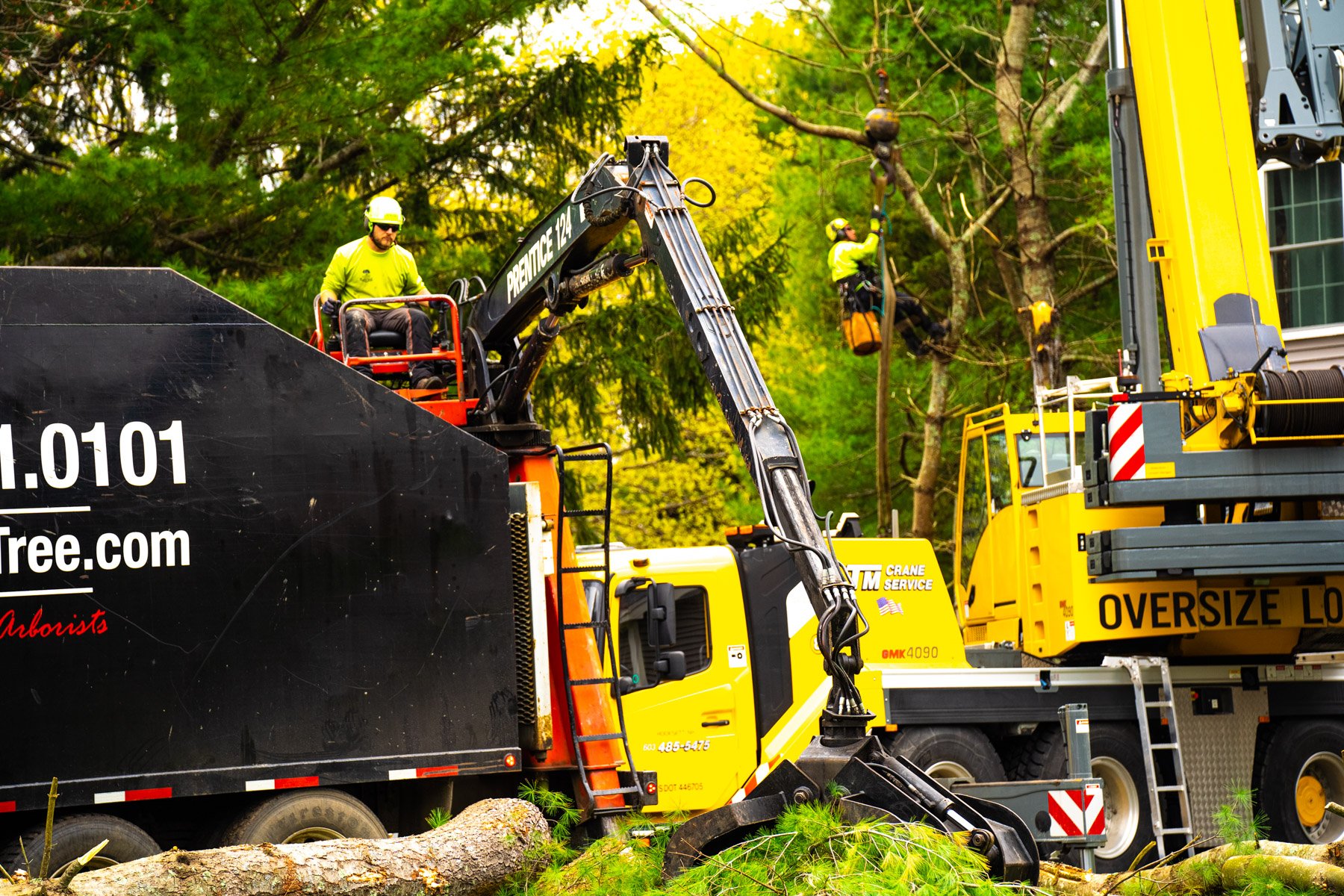 The Ultimate Guide to Tree Removal: Everything You Need to Know