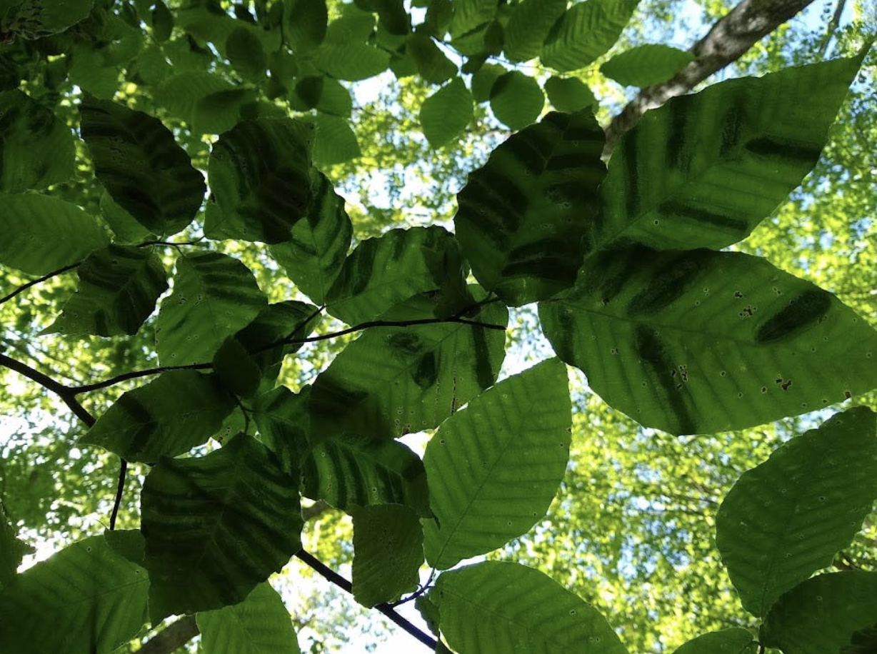 Beech Leaf Disease in New England: Everything You Need to Know