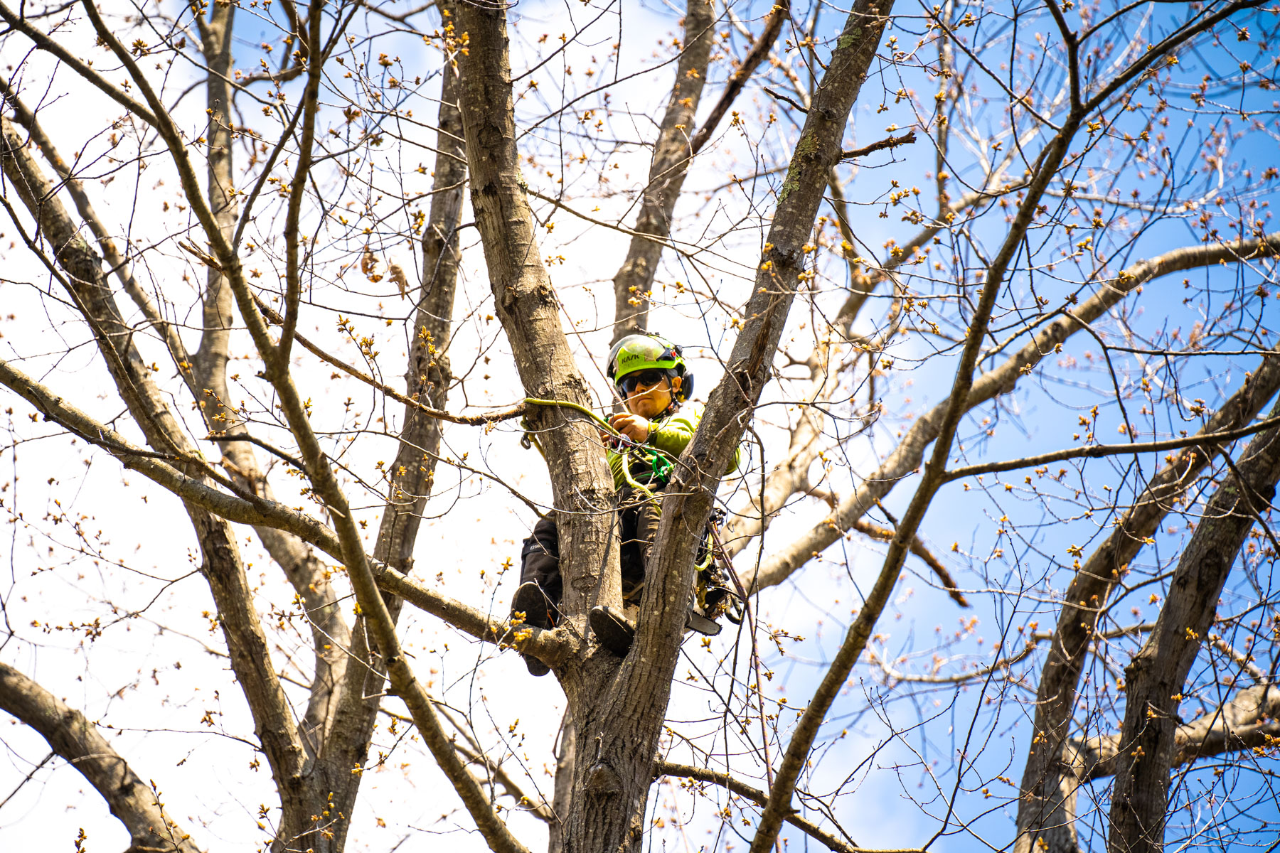 Proper Tree Pruning Techniques: What Your Tree Service Should be Doing