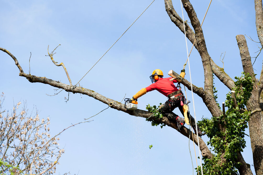 A Step-by-Step Guide to Tree Removal - Seacoast Tree Care