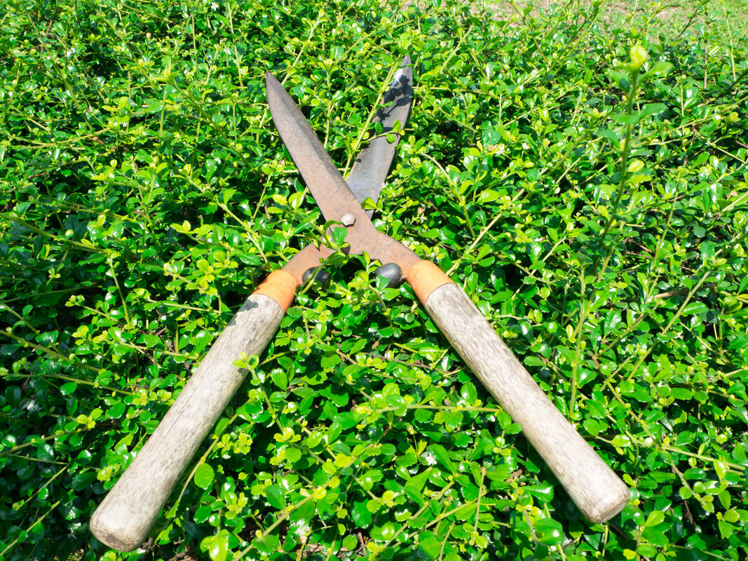 5 Must-Have Pruning Tools - Seacoast Tree Care